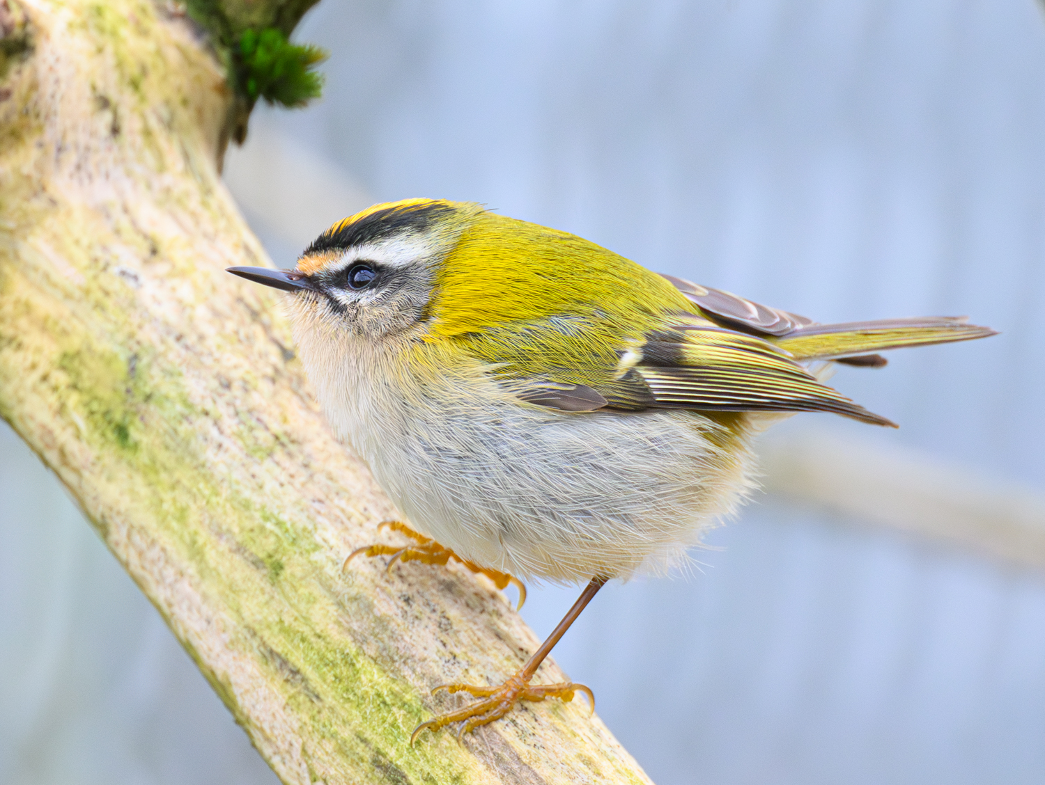 Firecrest by Ron Macdonald - BirdGuides