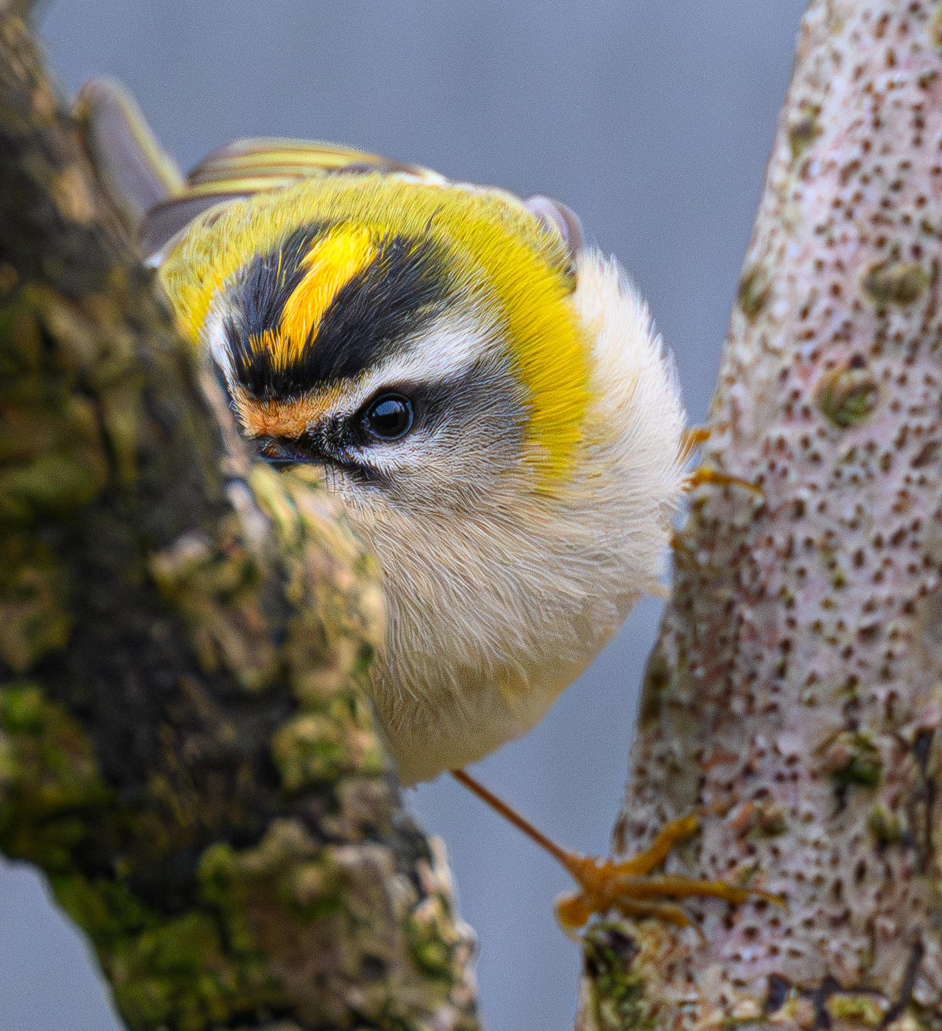 Firecrest by Ron Macdonald - BirdGuides
