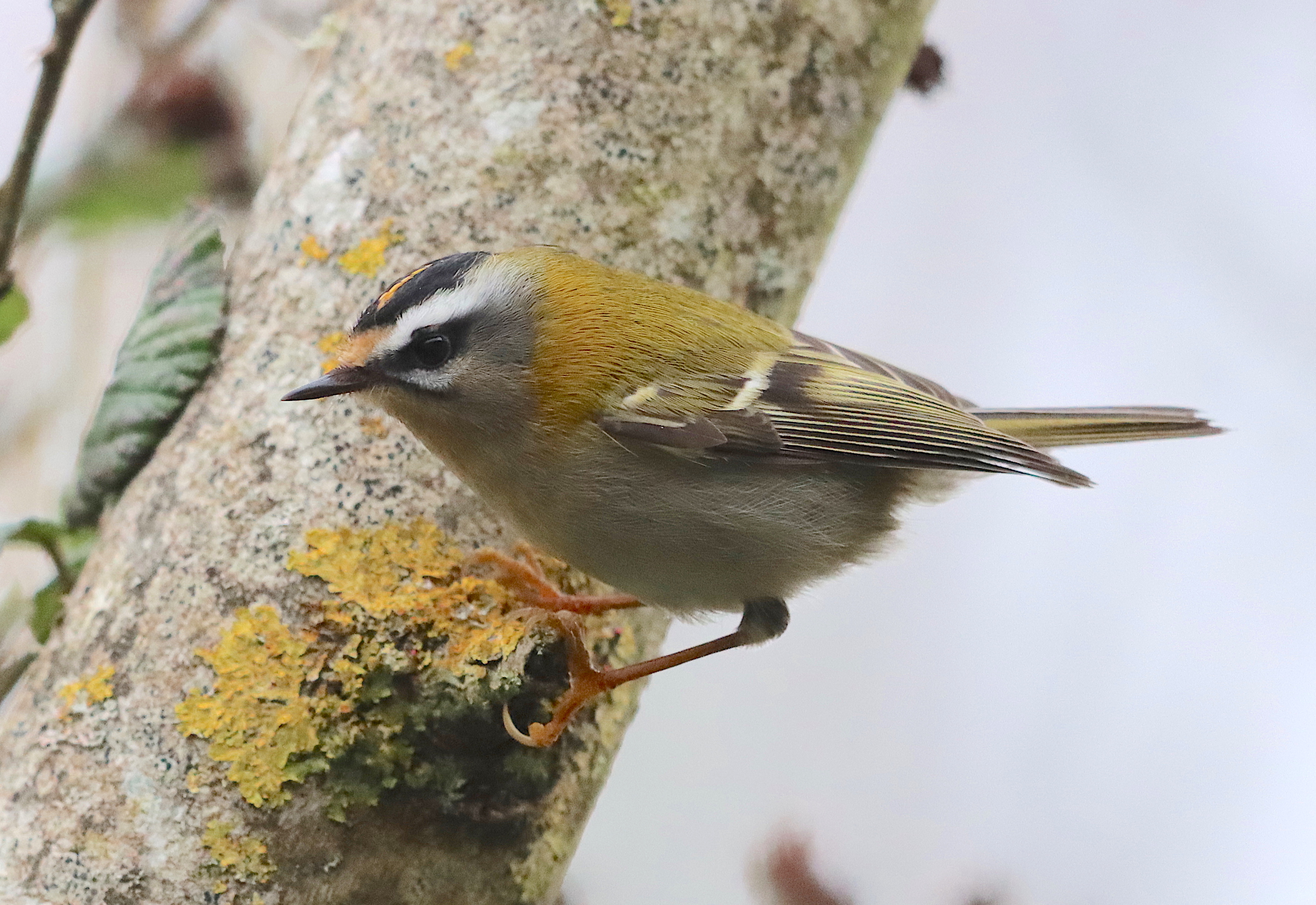 Firecrest by Raoul Chandrasakera - BirdGuides