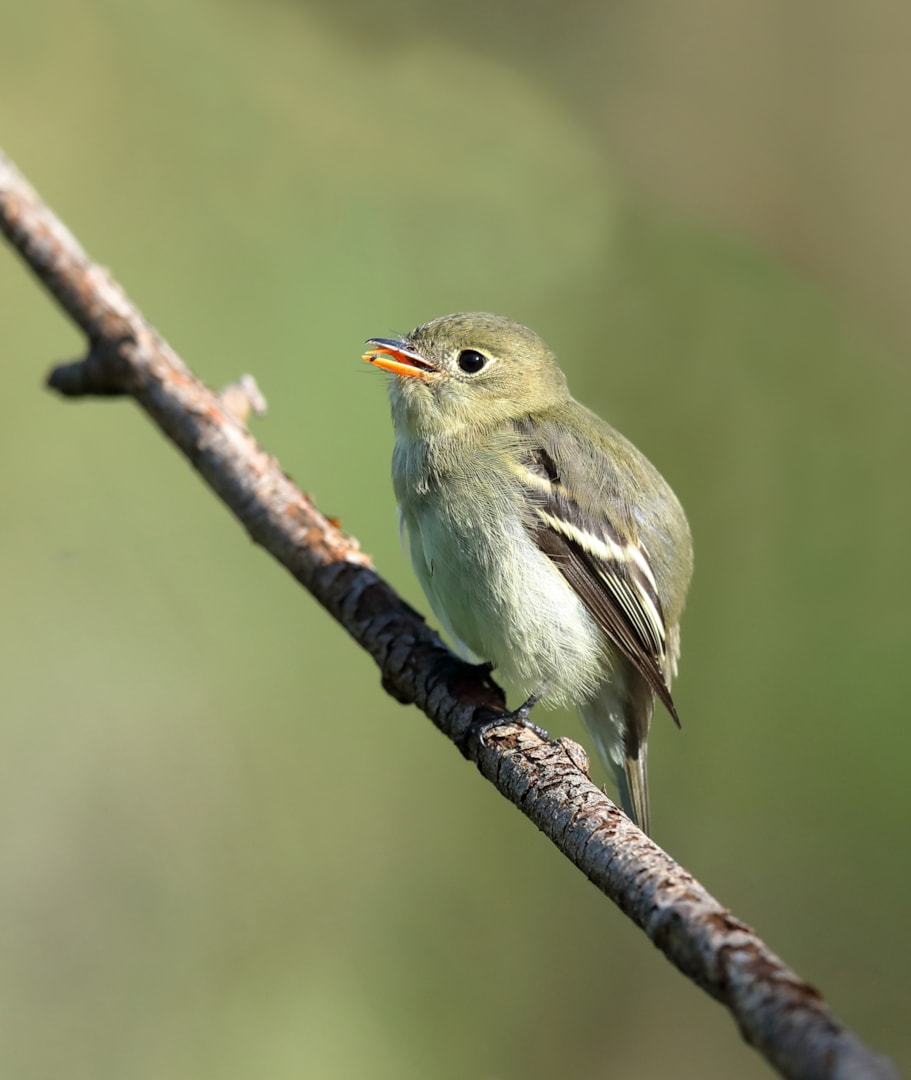 Yellow-bellied Flycatcher by Mark Rayment - BirdGuides