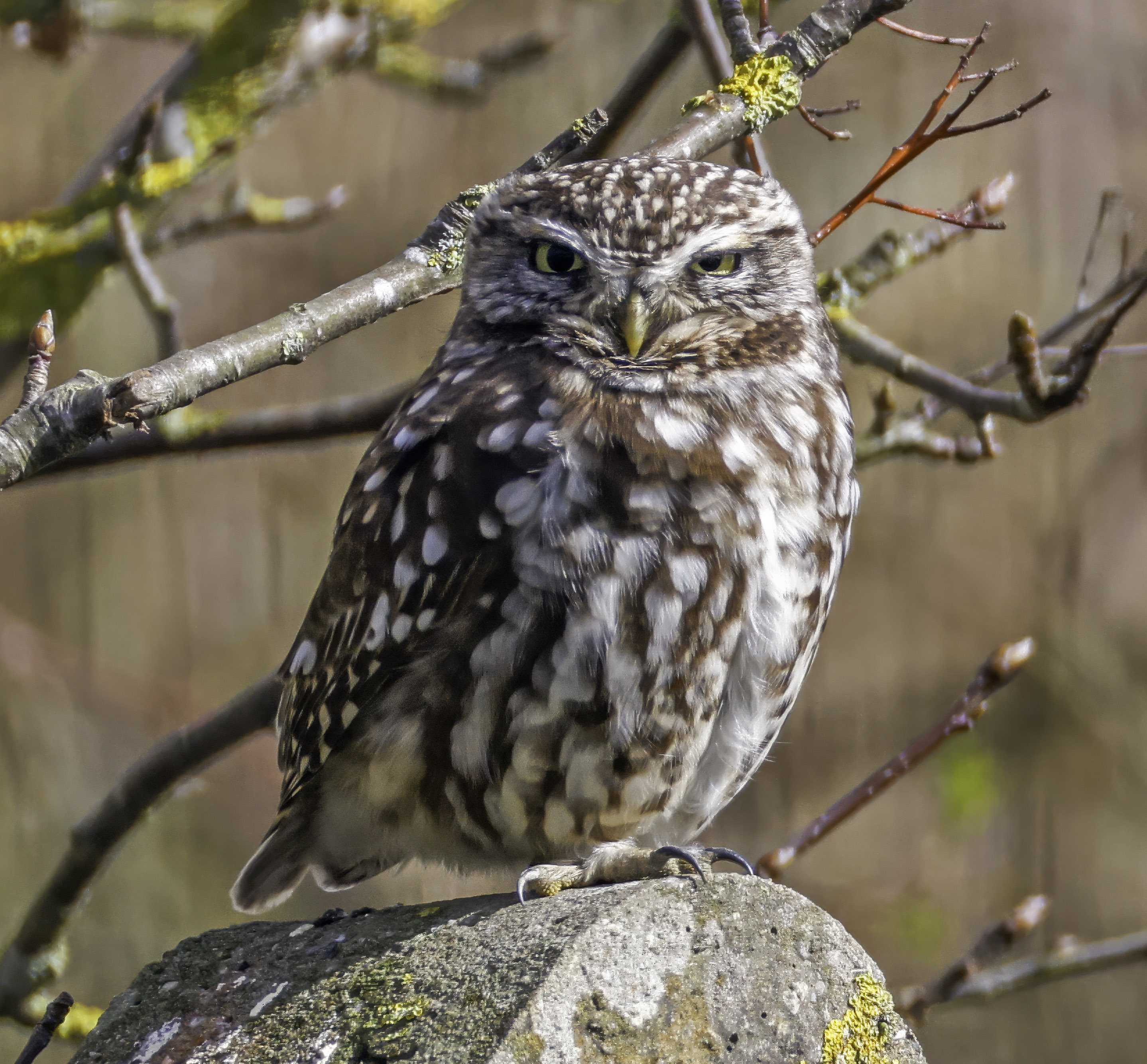 Little Owl by Dave Ward - BirdGuides