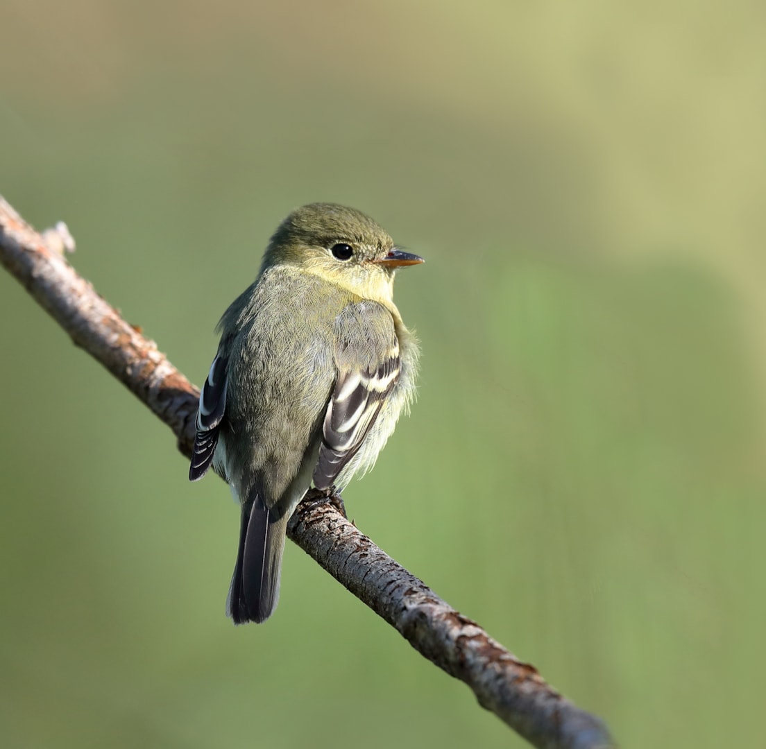 Yellow-bellied Flycatcher by Mark Rayment - BirdGuides