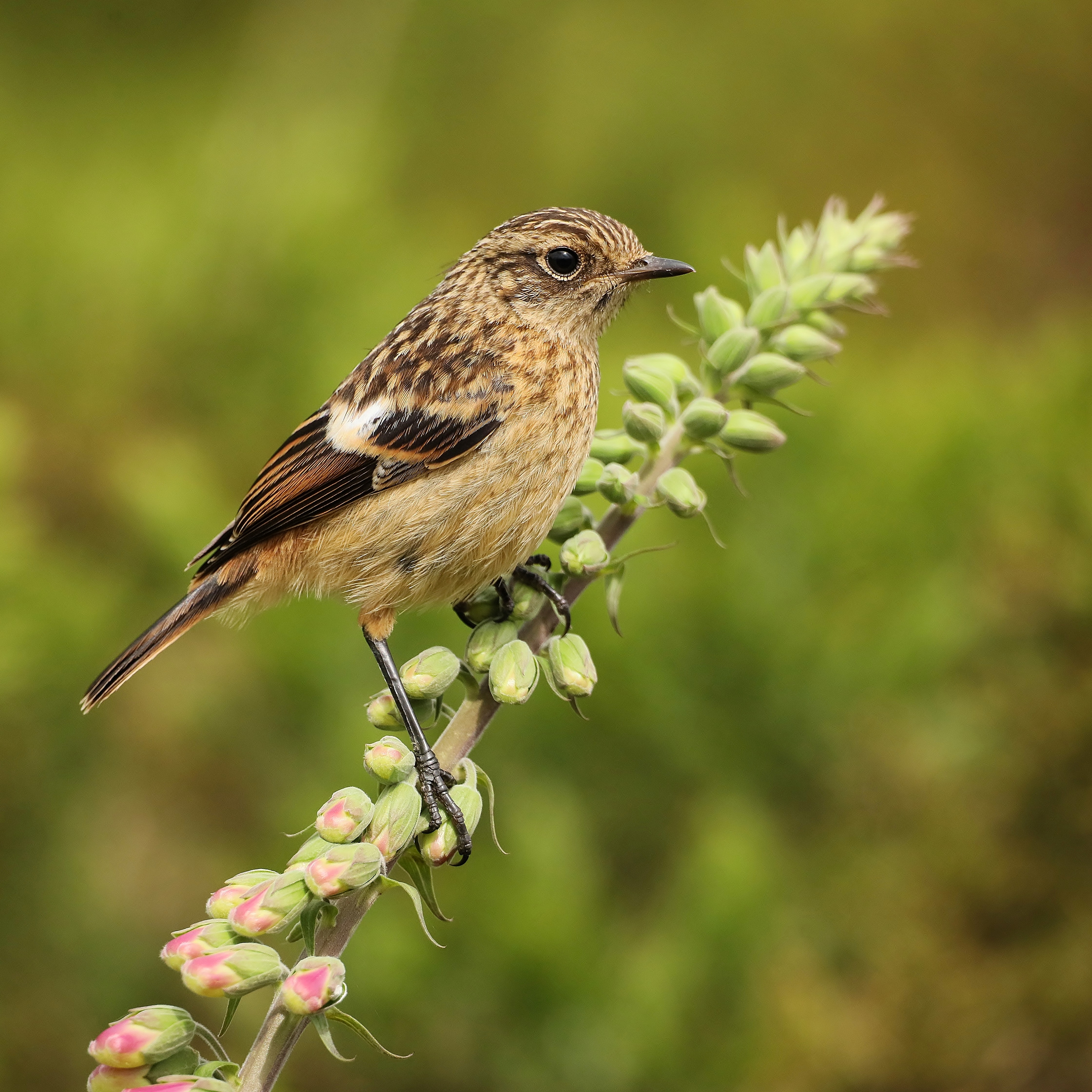 European Stonechat by Clive Daelman - BirdGuides