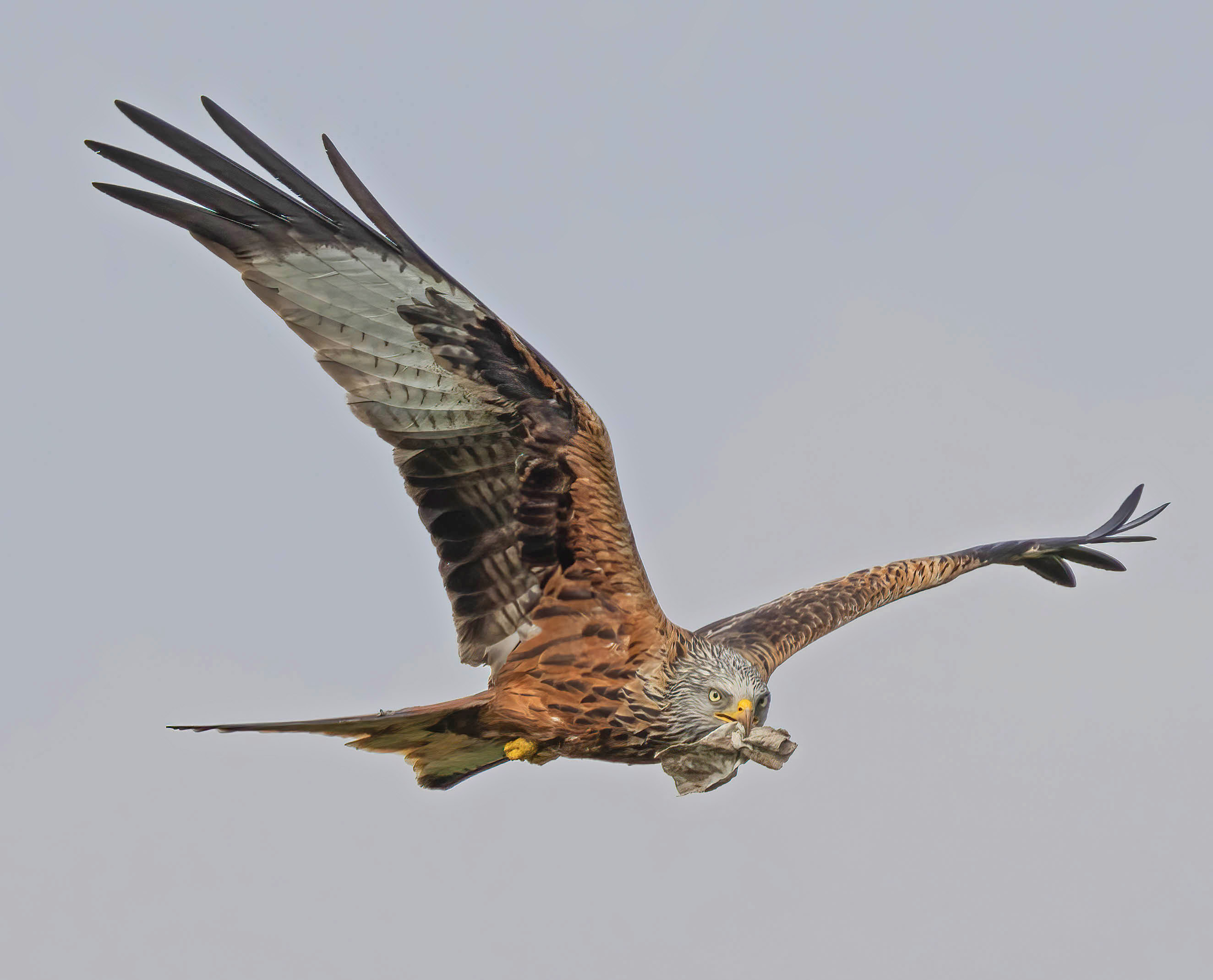 Man sentenced for poisoning raptors - BirdGuides