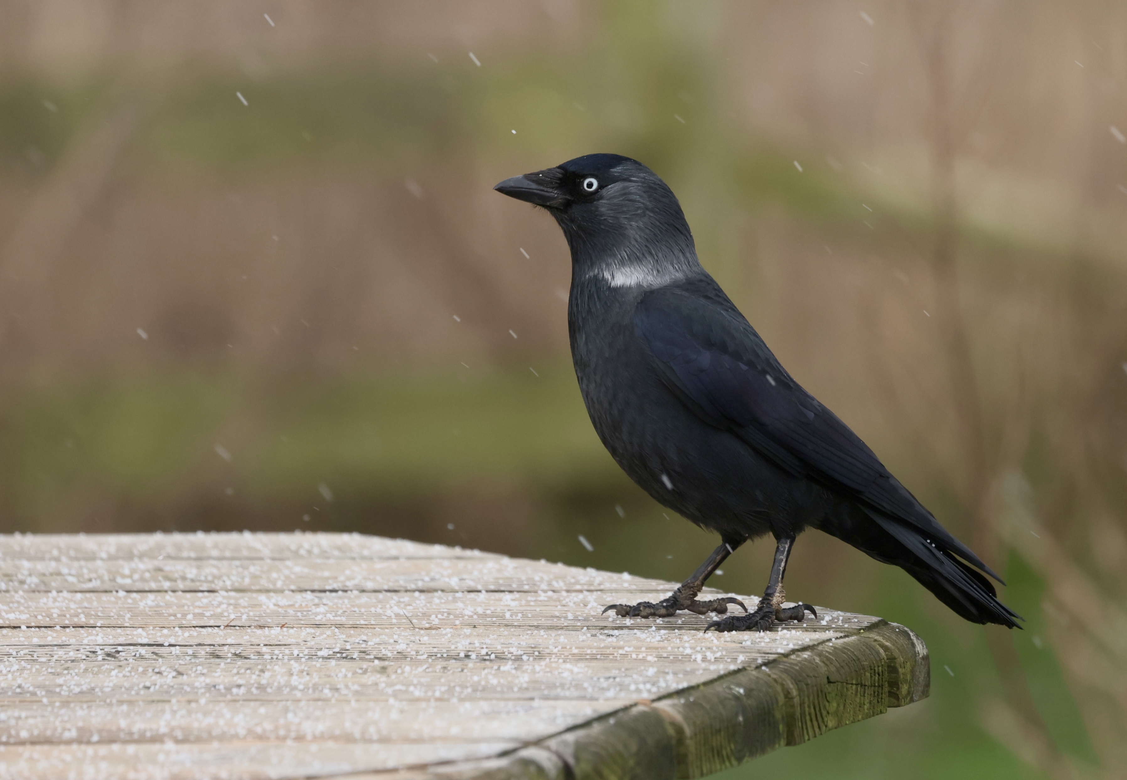 Jackdaw by Will Scott - BirdGuides