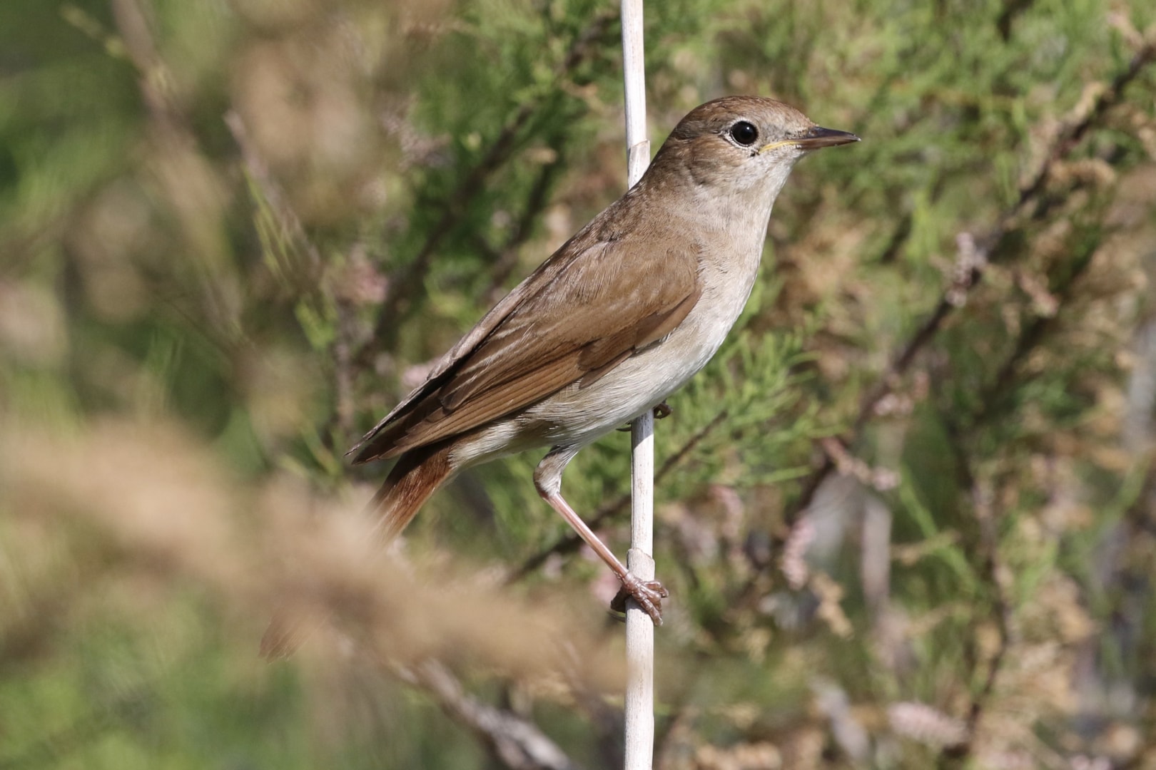 Common Nightingale by Ian Norris - BirdGuides