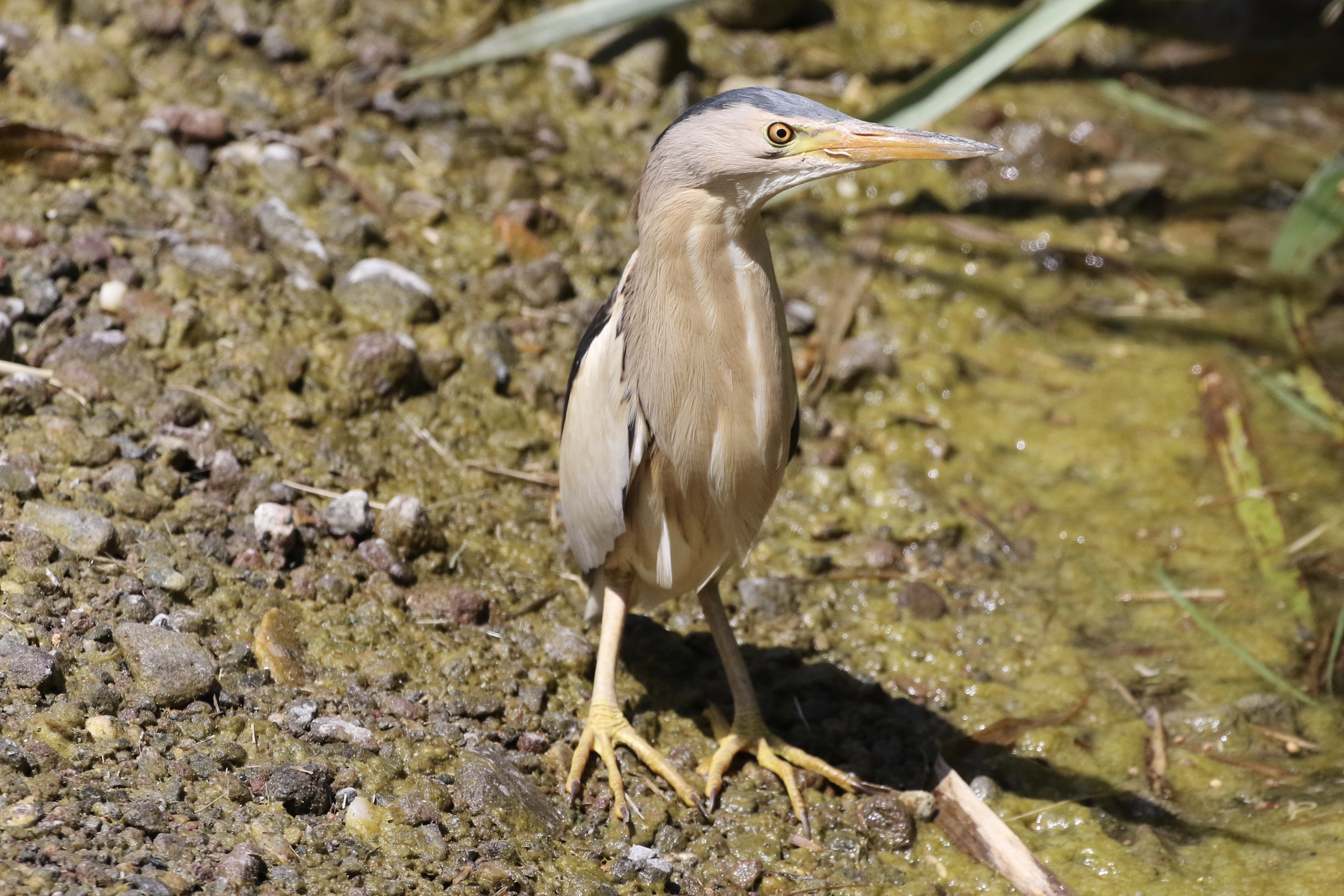 Little Bittern by Ian Norris - BirdGuides