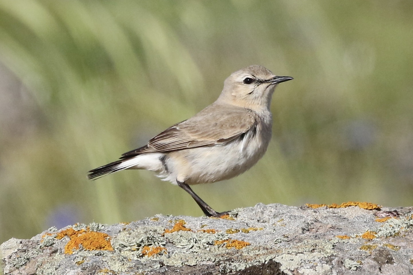 Isabelline Wheatear by Ian Norris - BirdGuides