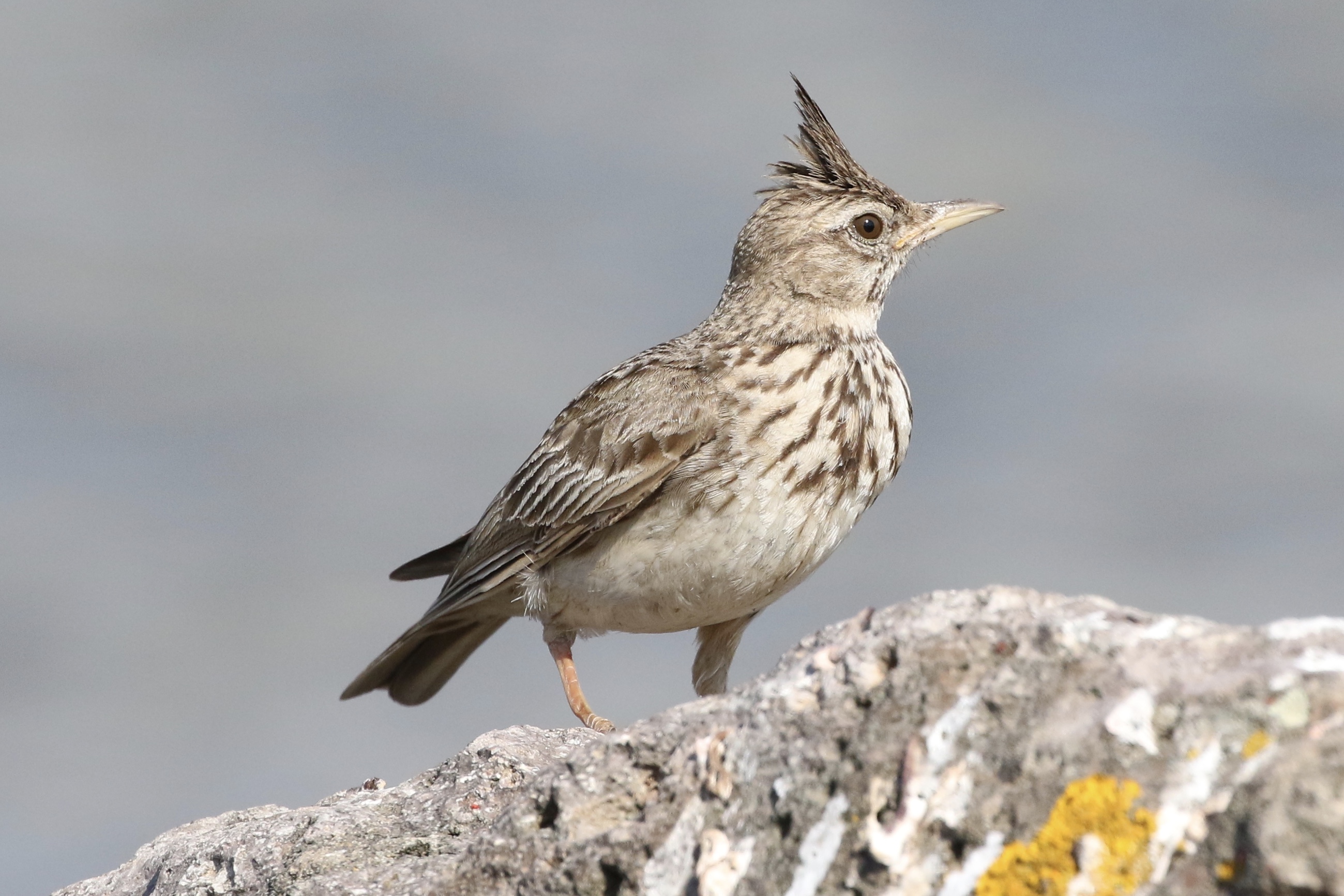Details : Crested Lark - BirdGuides