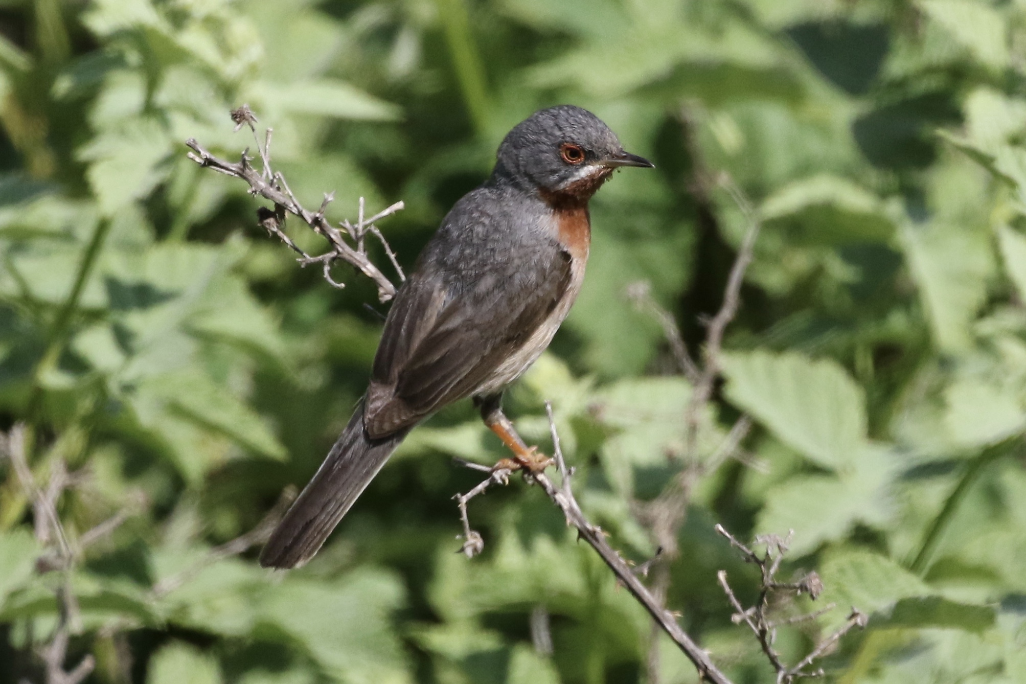 Details : Subalpine warbler sp - BirdGuides