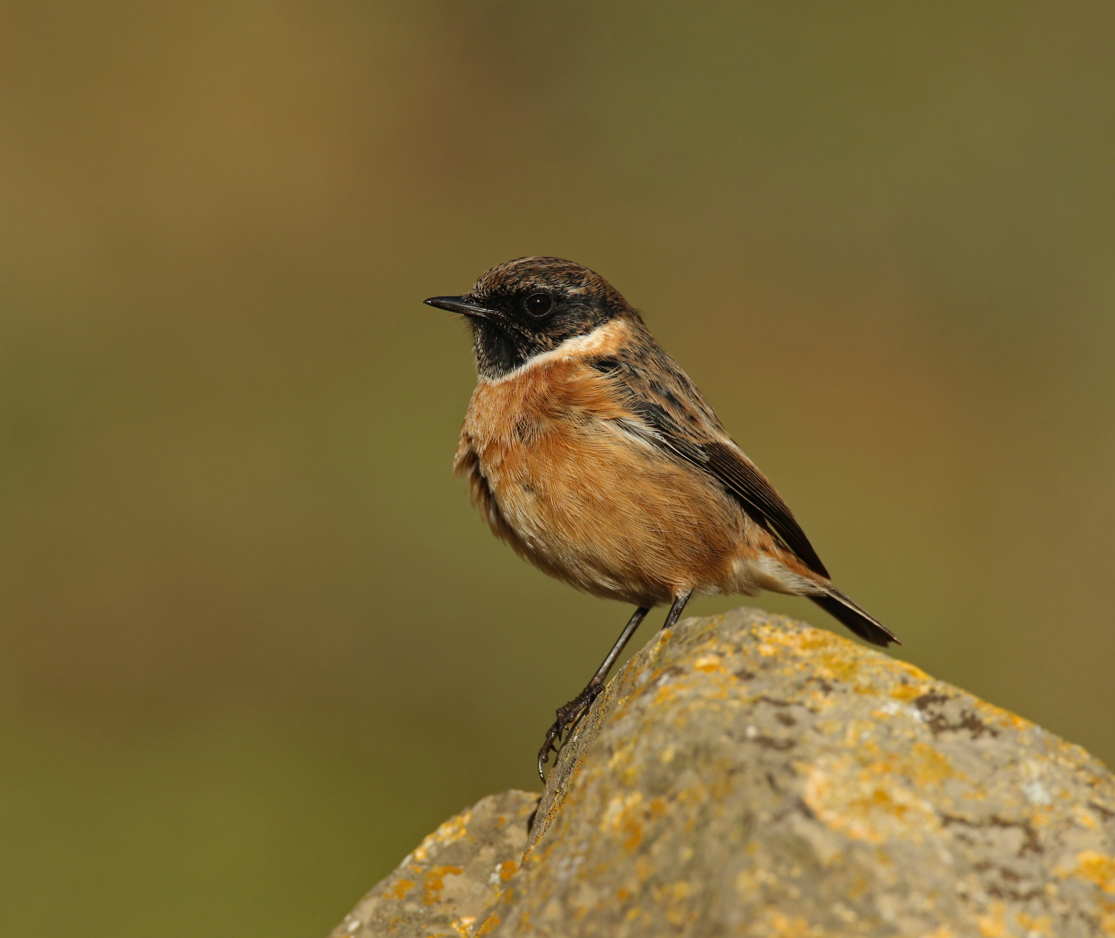 Stonechat by Mark Chivers - BirdGuides