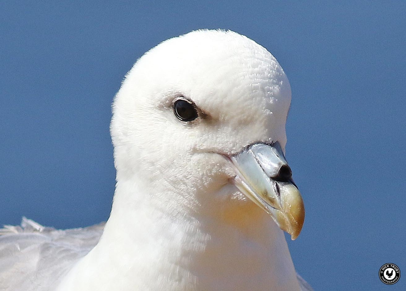 Northern Fulmar by Nick Truby - BirdGuides