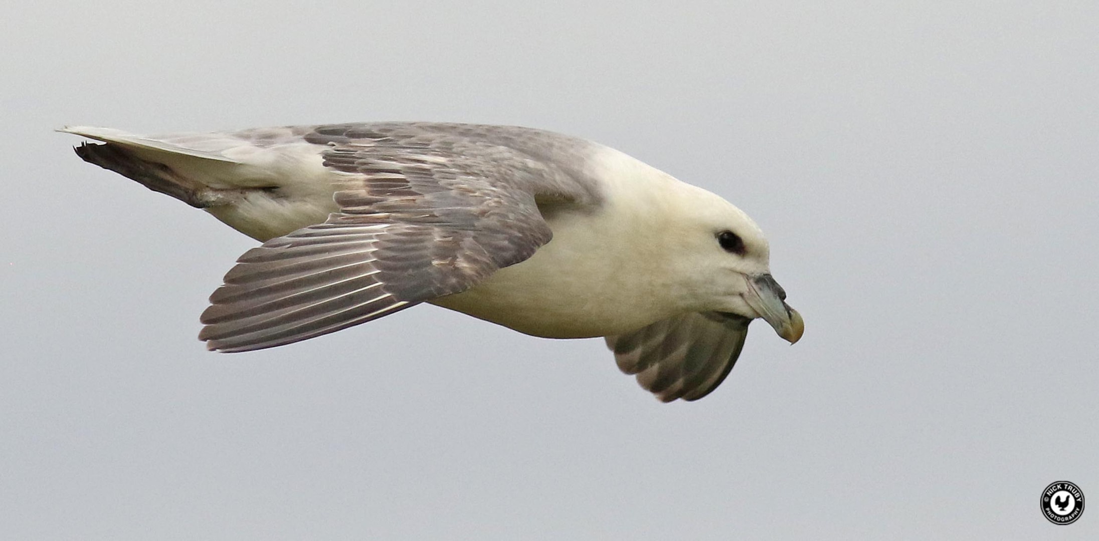 Northern Fulmar by Nick Truby - BirdGuides