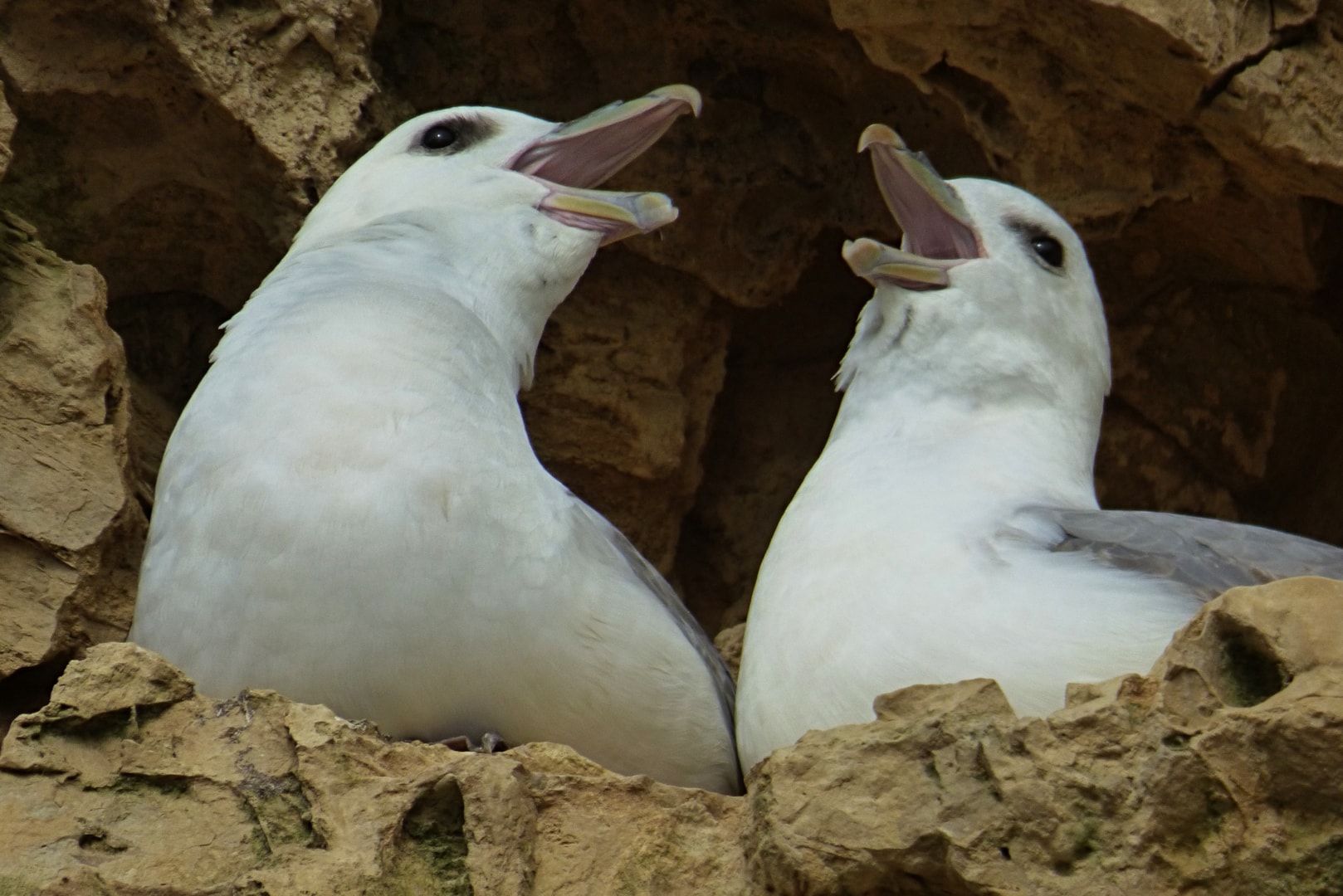 Northern Fulmar by Jarrow birder - BirdGuides