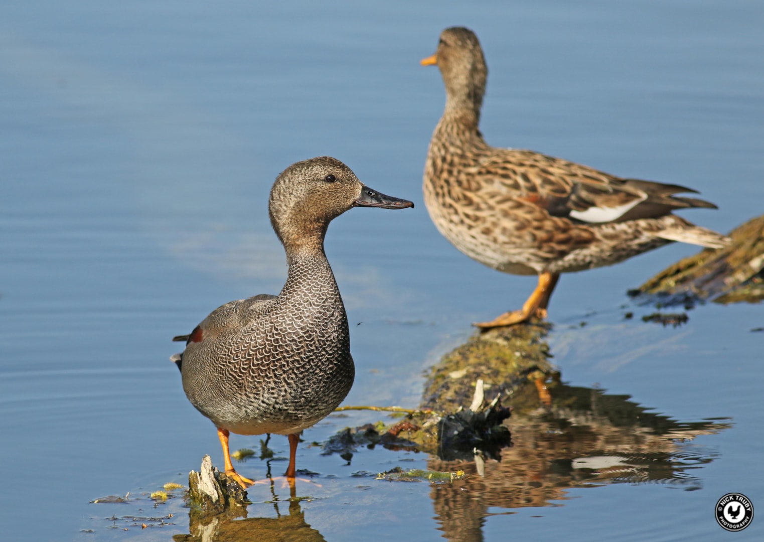 Gadwall by Nick Truby - BirdGuides