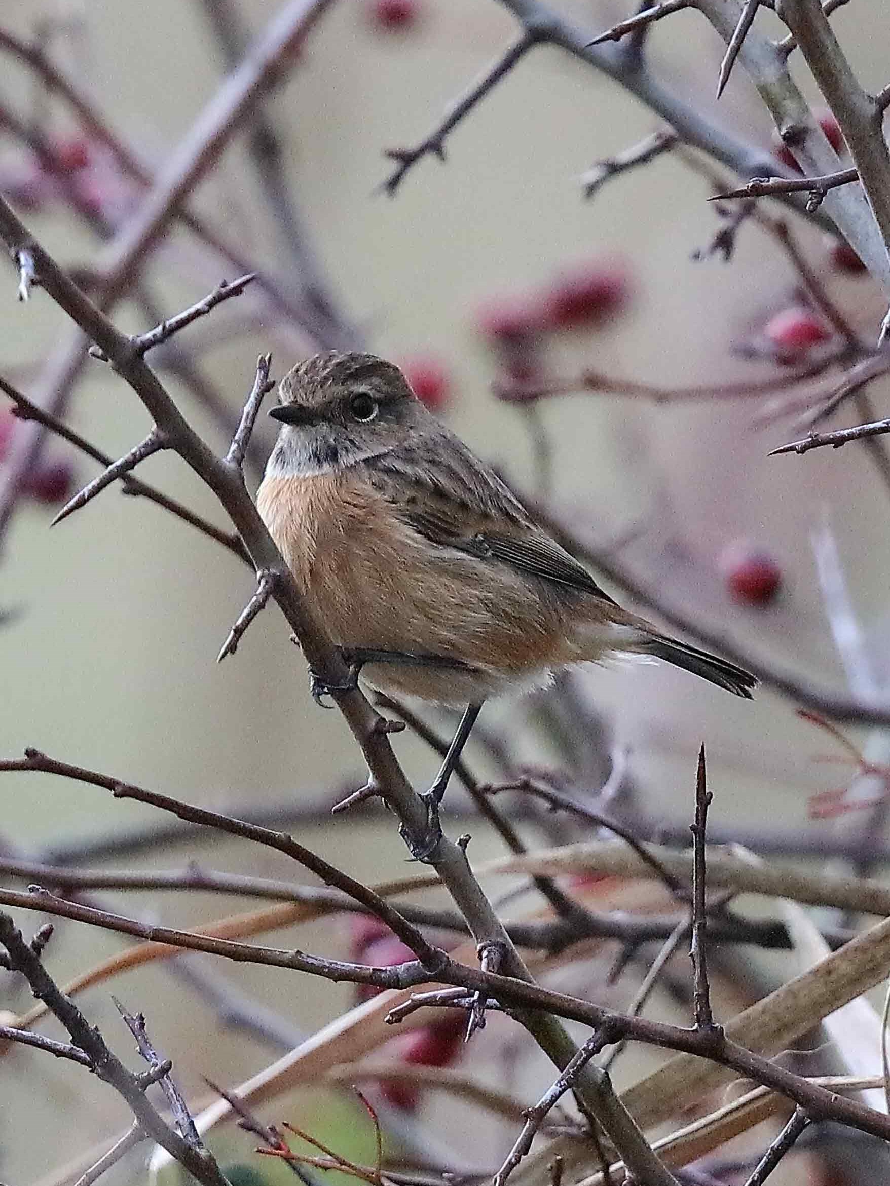 Saltholme RSPB Birdwatching Site - BirdGuides