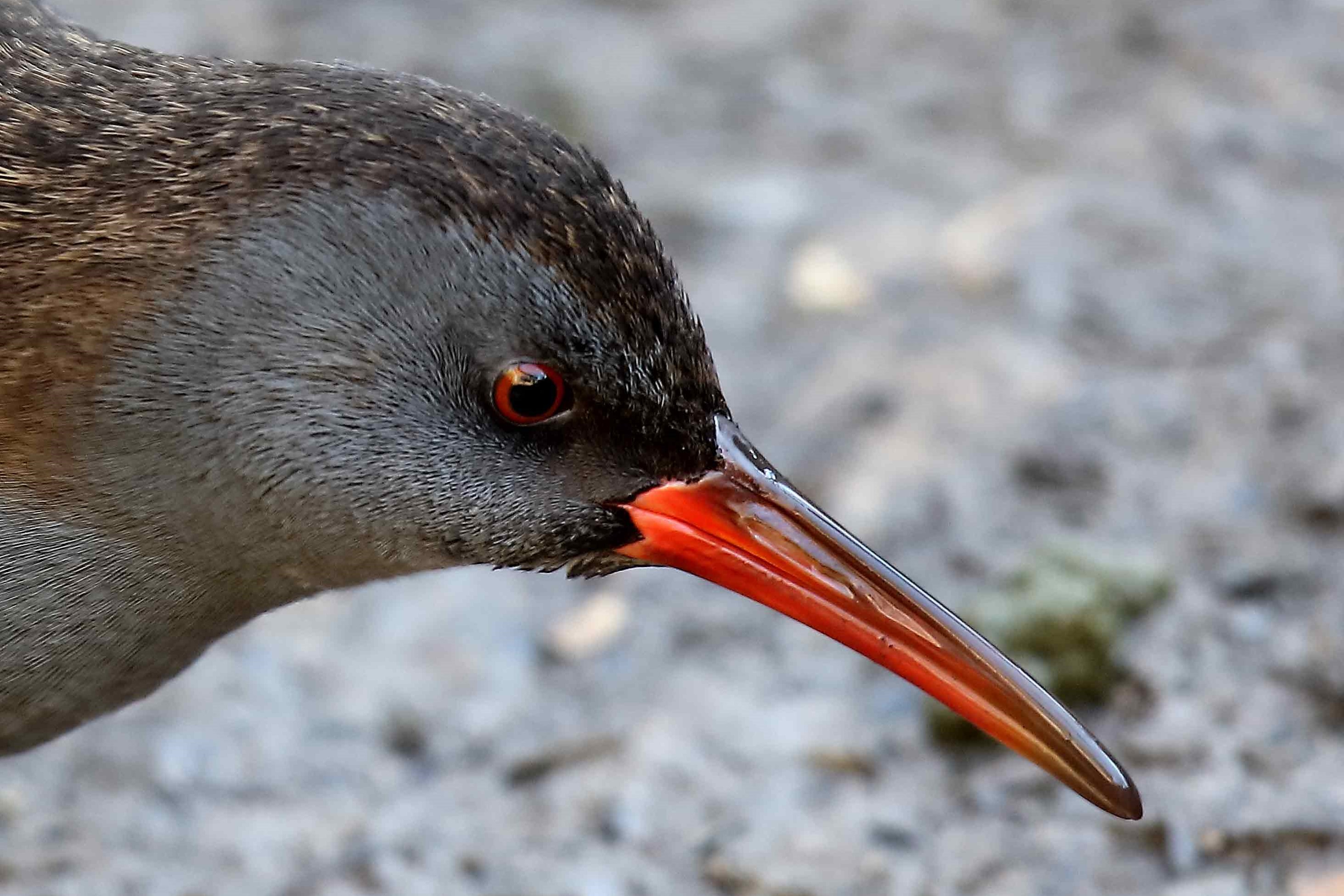 Saltholme RSPB Birdwatching Site - BirdGuides