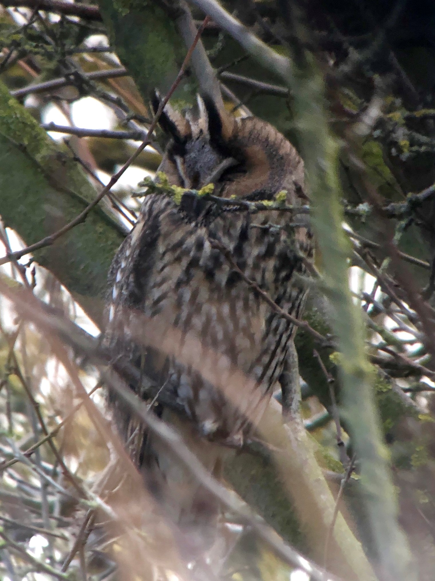 Saltholme RSPB Birdwatching Site - BirdGuides