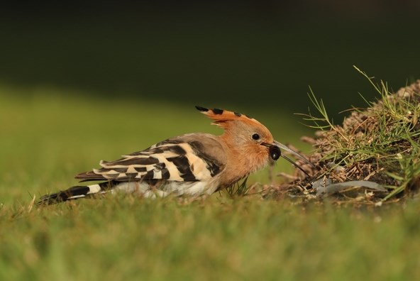Birdwatching Sites in Lanzarote - BirdGuides