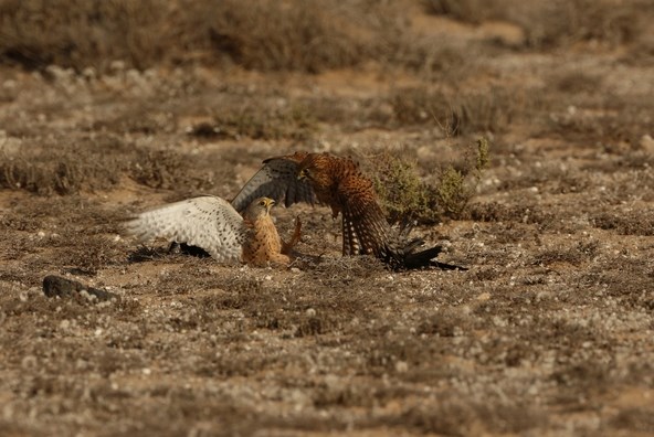 Birdwatching Sites in Lanzarote - BirdGuides