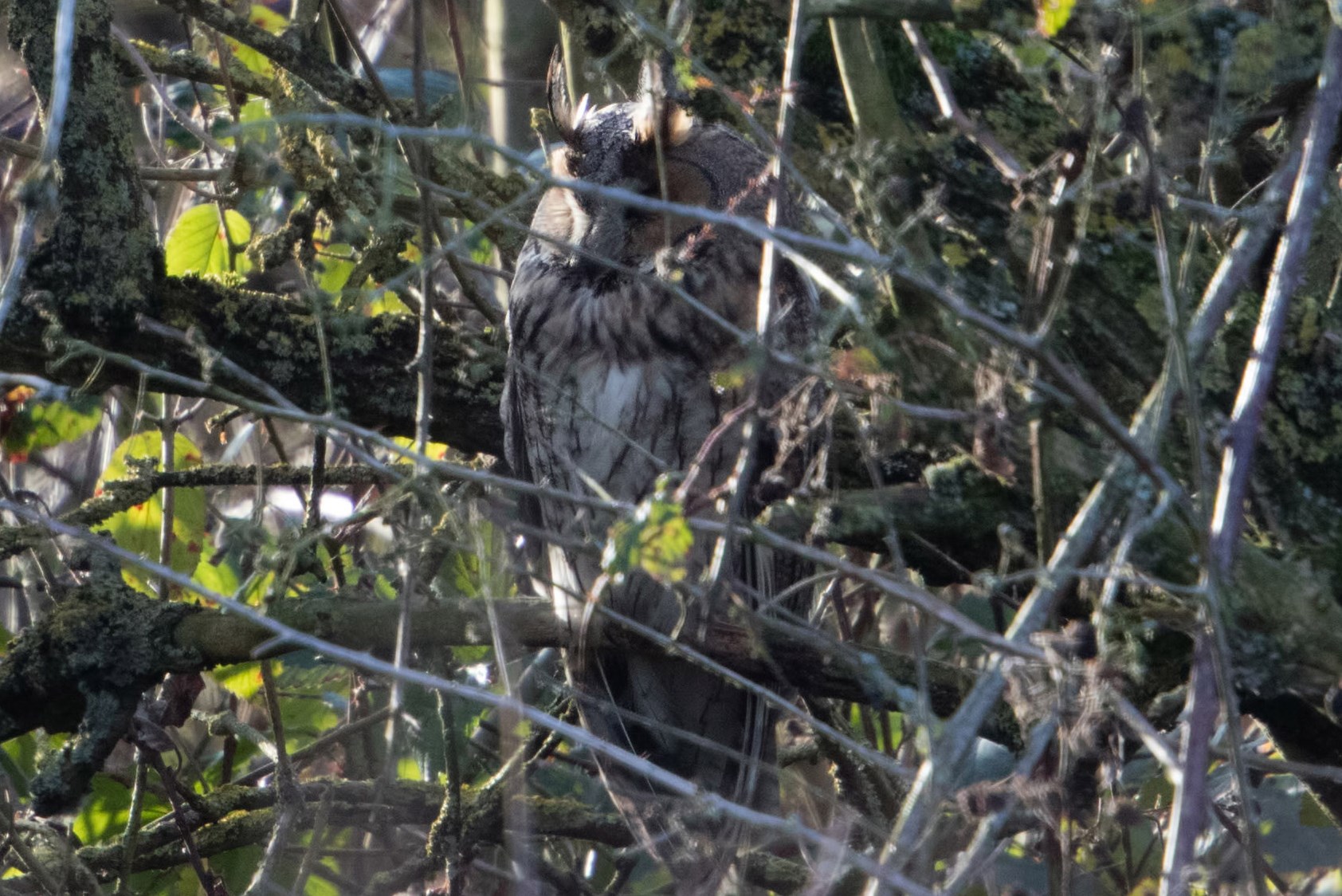 Saltholme RSPB Birdwatching Site - BirdGuides