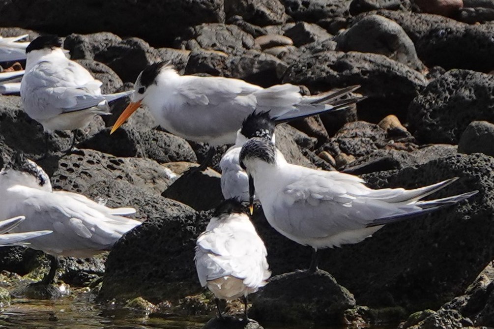 Birdwatching Sites in Lanzarote - BirdGuides