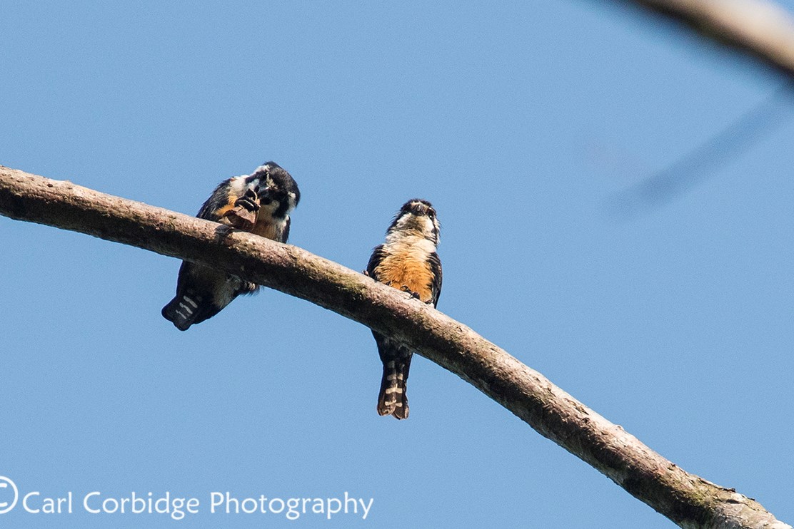 Black-thighed Falconet (Microhierax fringillarius) - Birds - BirdGuides