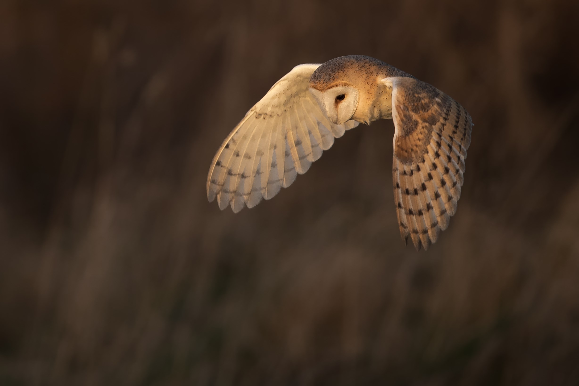 Little Owl by Simon Wantling - BirdGuides