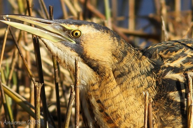 Dungeness RSPB Birdwatching Site - BirdGuides