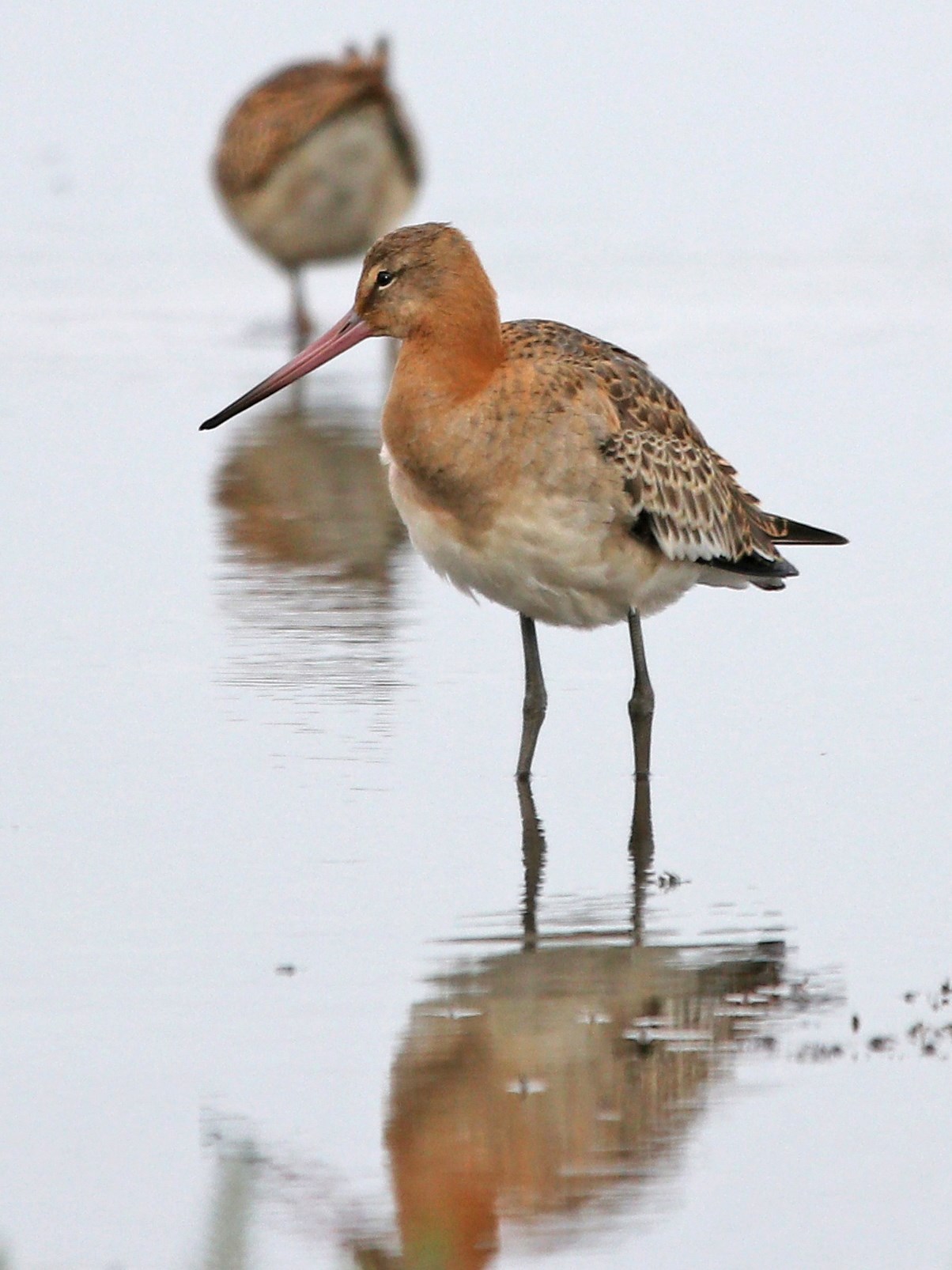 Saltholme RSPB Birdwatching Site - BirdGuides