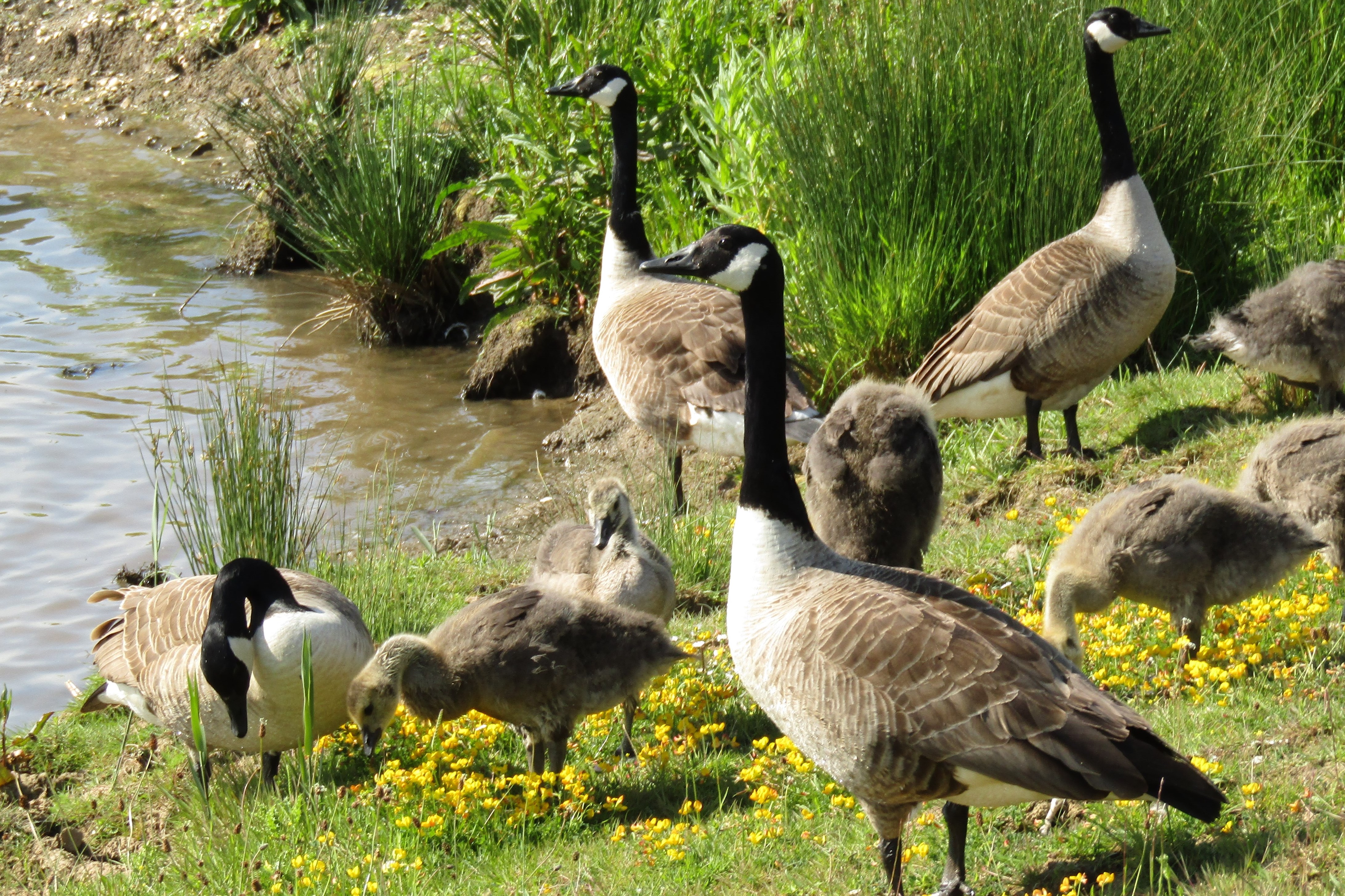 Saltholme RSPB Birdwatching Site - BirdGuides