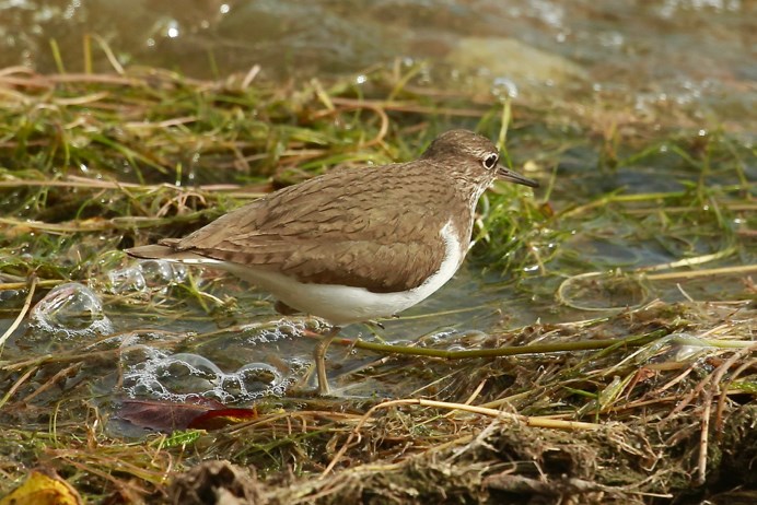 Dungeness RSPB Birdwatching Site - BirdGuides