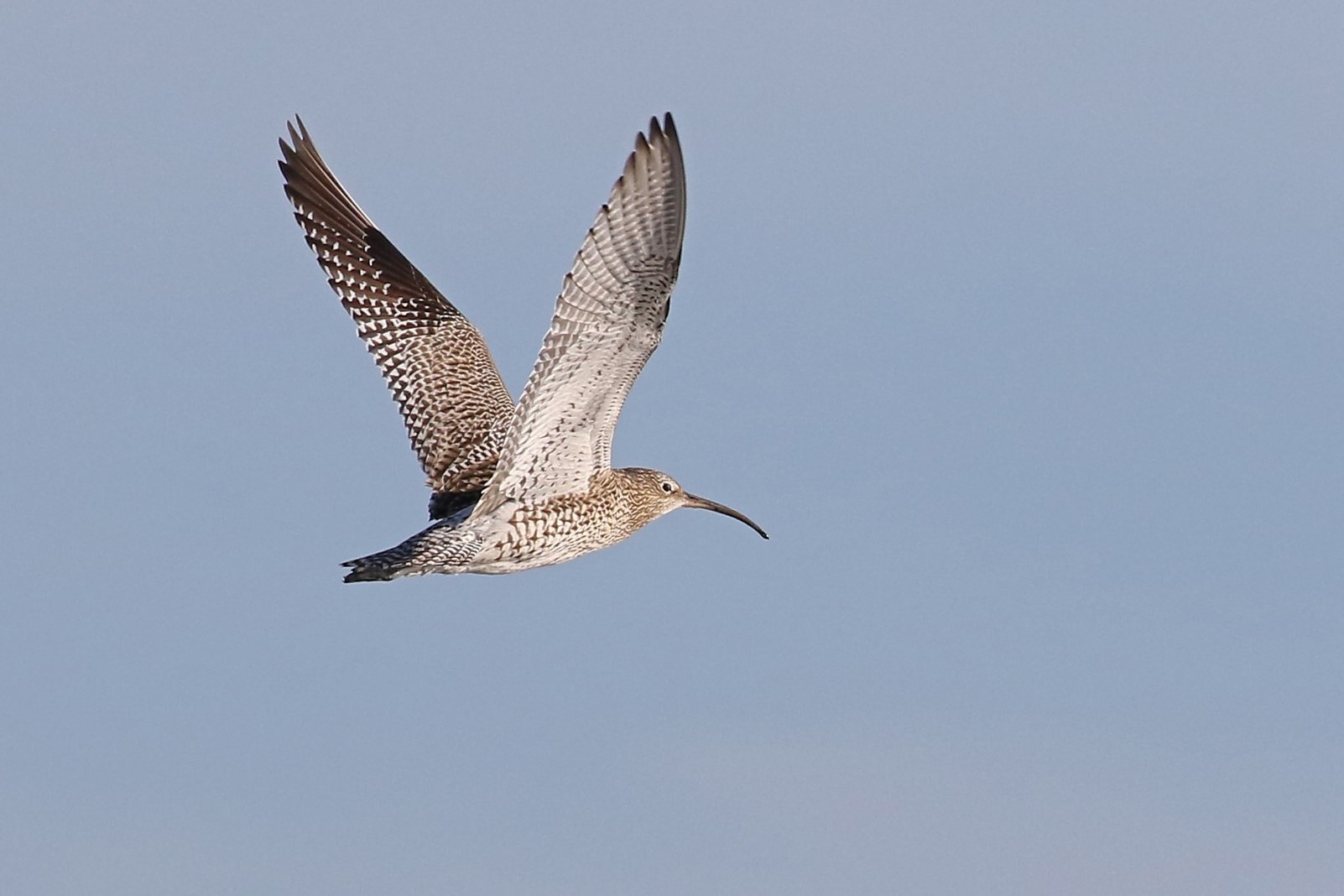 Wheldrake Ings YWT Birdwatching Site - BirdGuides