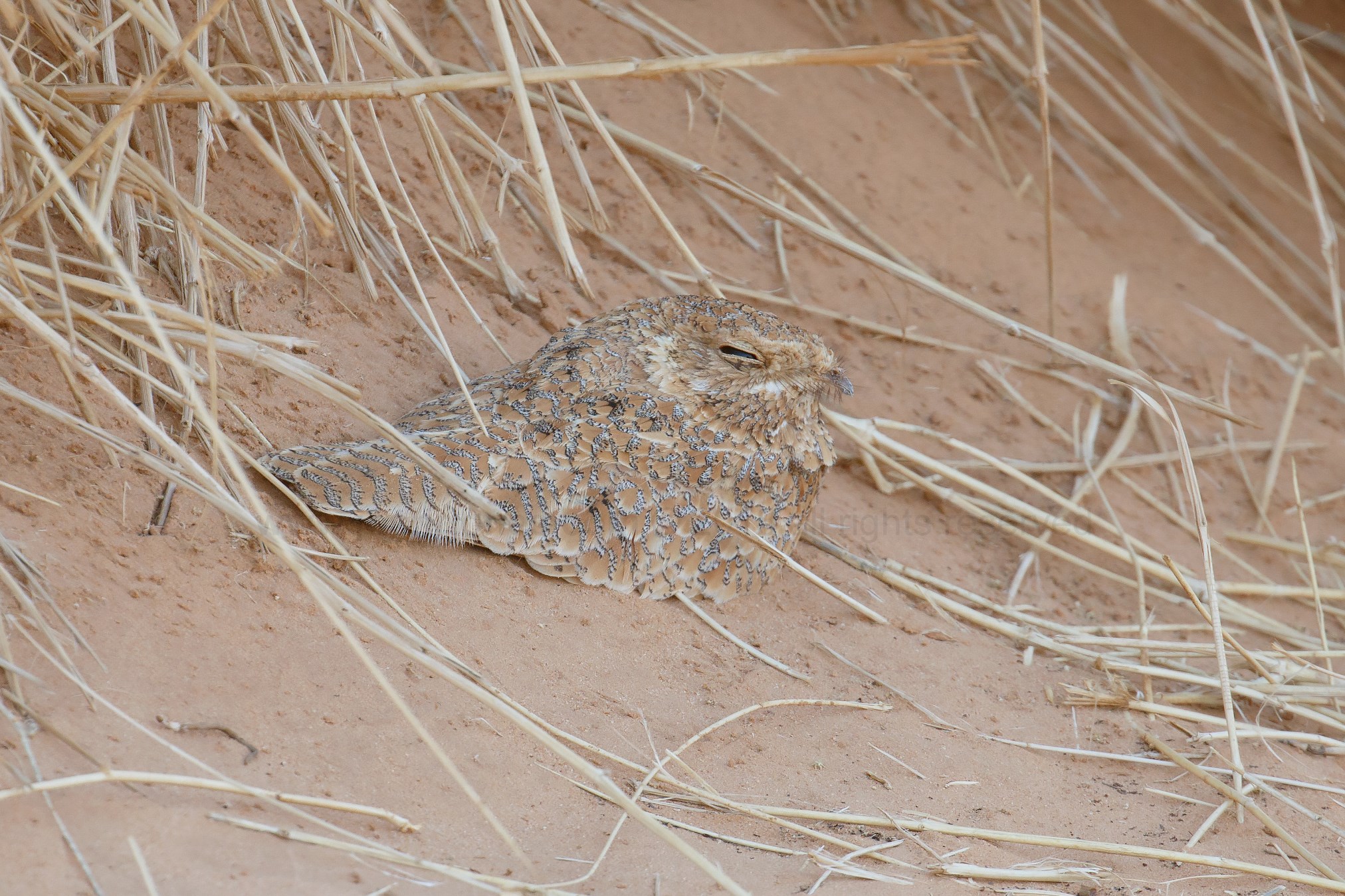 Golden Nightjar by Josh Jones - BirdGuides