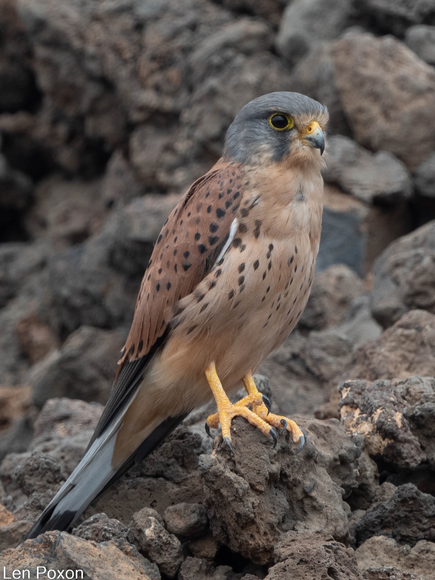 Birdwatching Sites in Lanzarote - BirdGuides