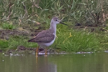 Alkborough Flats Birdwatching Site - BirdGuides