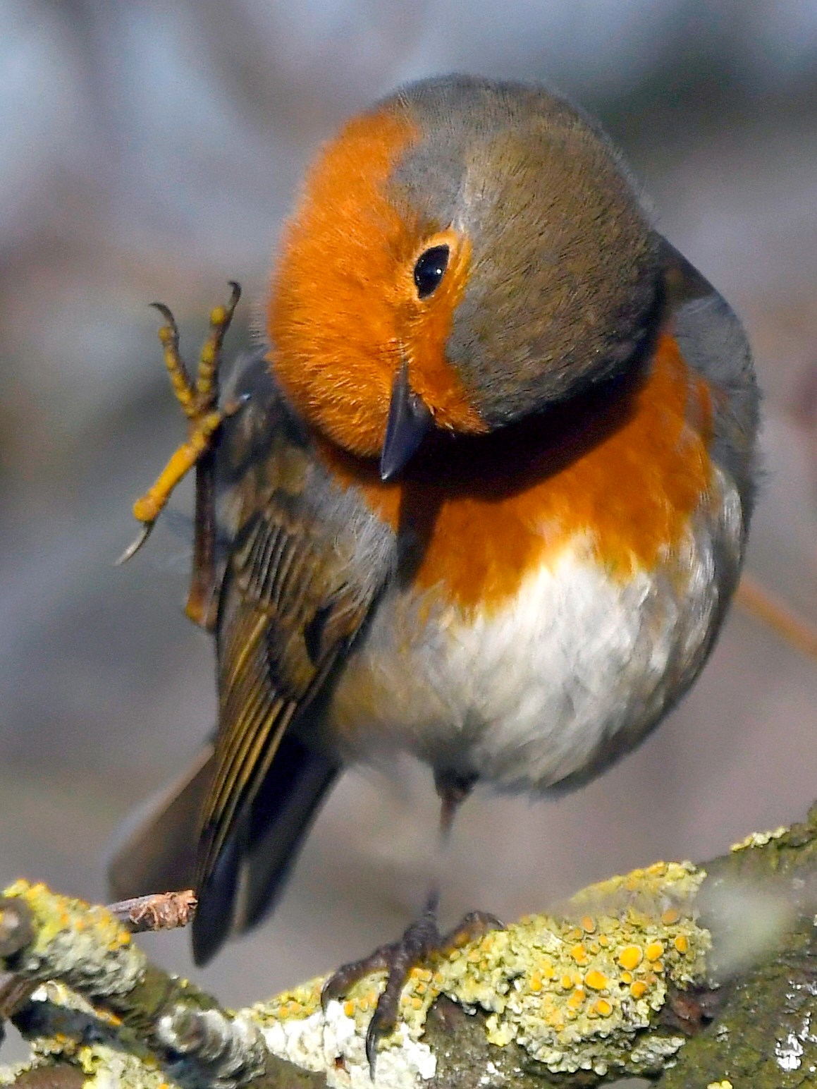 Black Redstart by Carl Bovis - BirdGuides