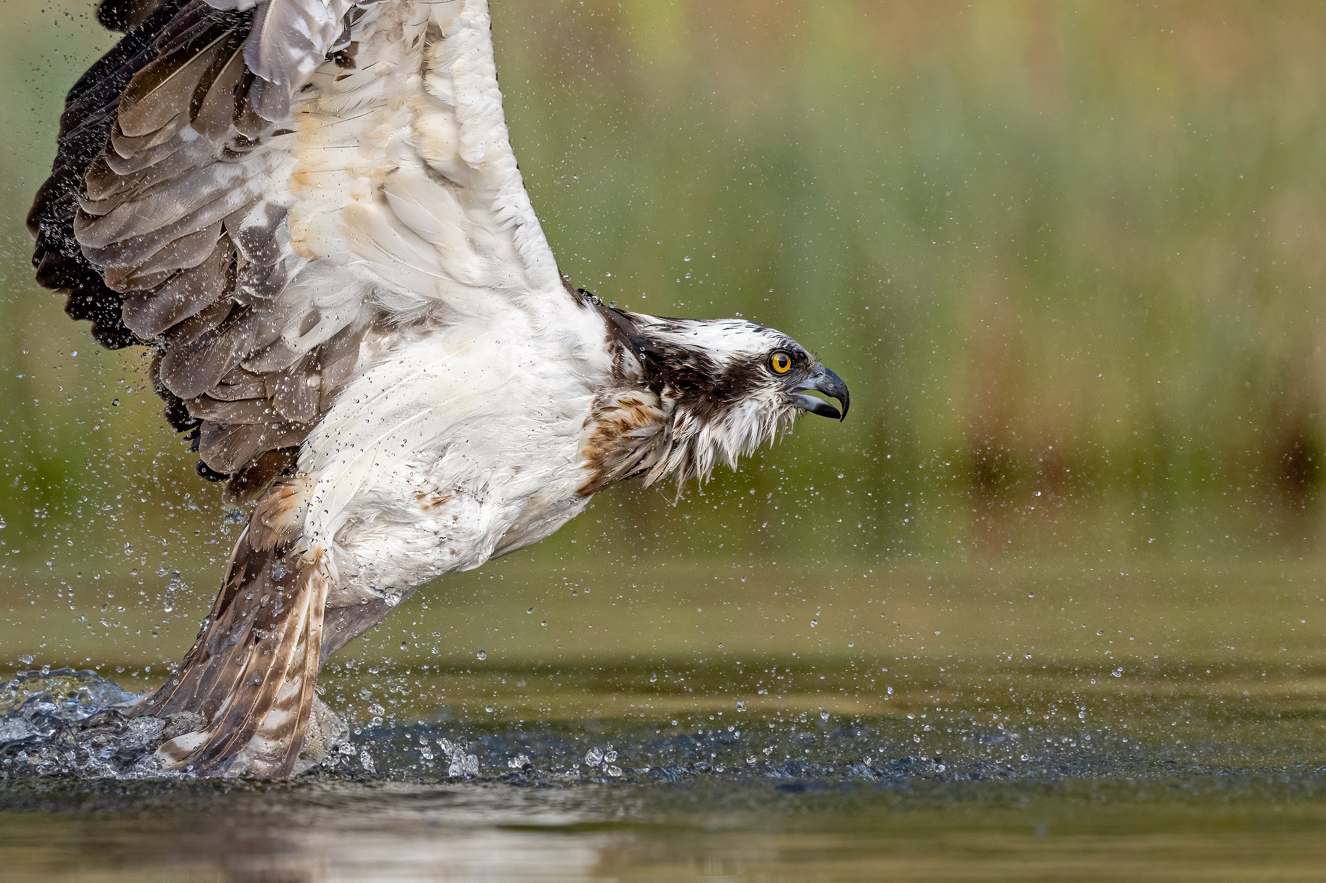 Birdwatching Sites in Highland - BirdGuides