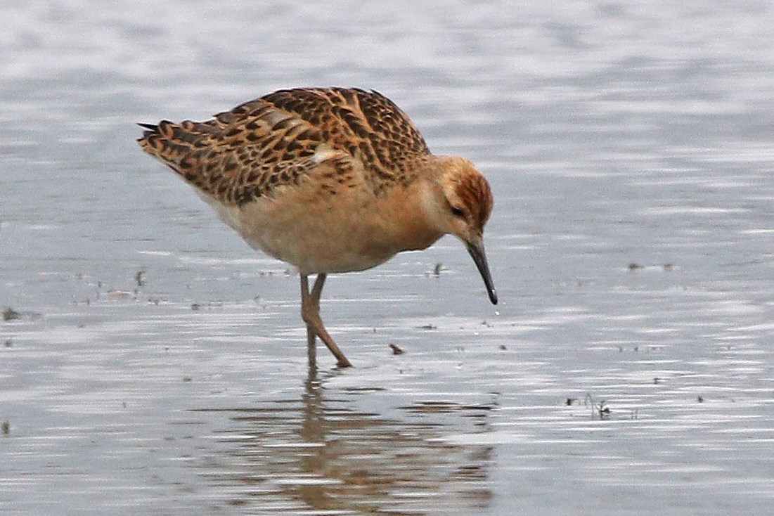 Saltholme RSPB Birdwatching Site - BirdGuides