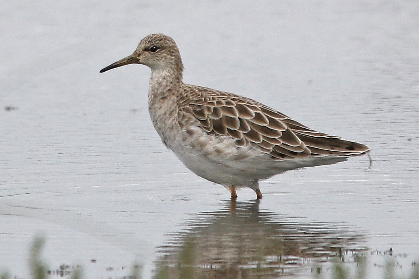 Saltholme RSPB Birdwatching Site - BirdGuides