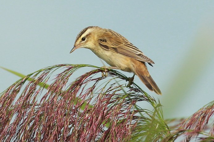 Dungeness RSPB Birdwatching Site - BirdGuides