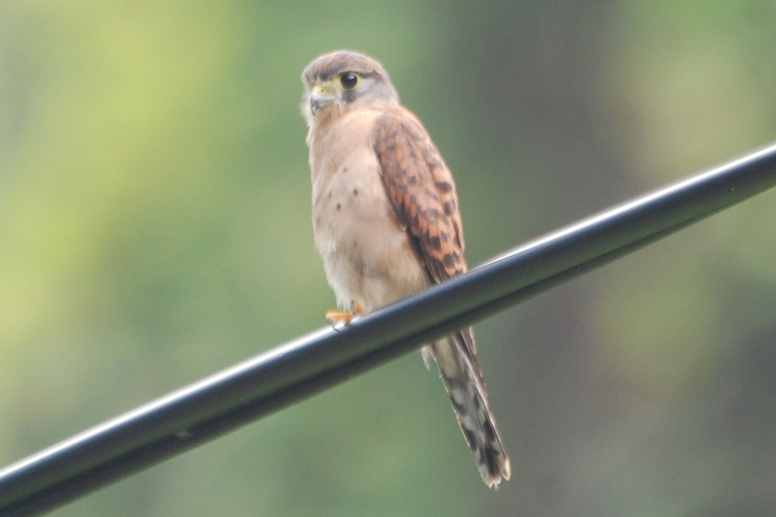 Seychelles Kestrel (Falco araeus) - Birds - BirdGuides