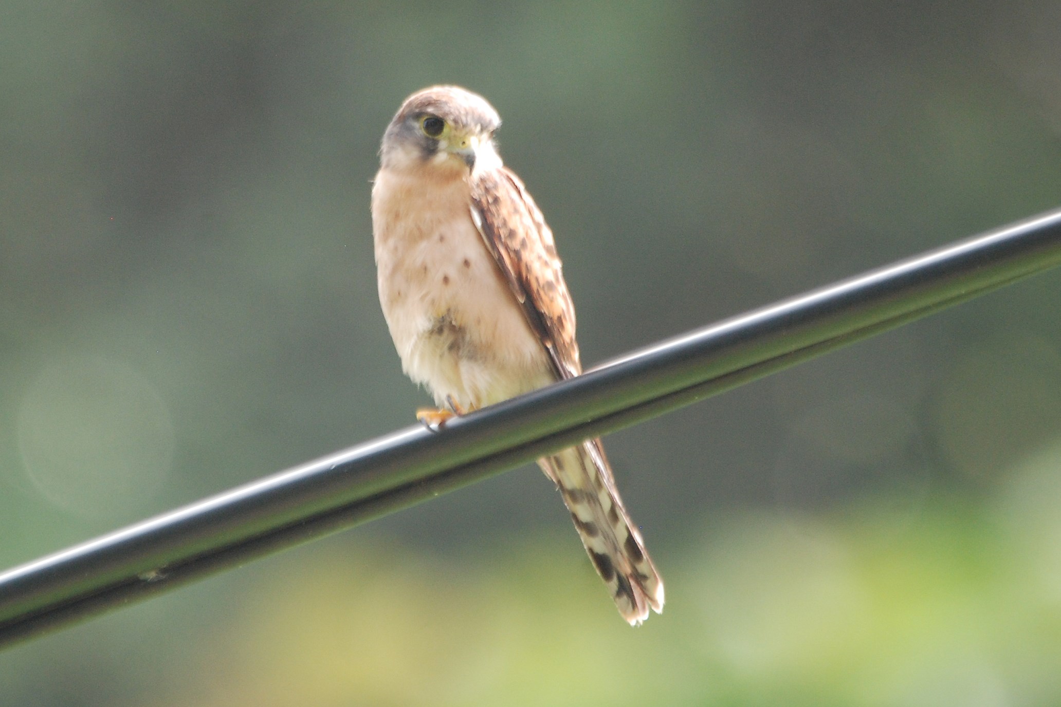 Seychelles Kestrel (Falco araeus) - Birds - BirdGuides