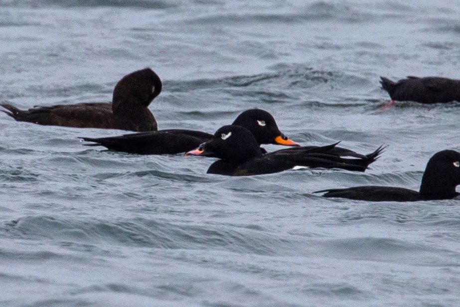 Musselburgh Lagoons Birdwatching Site - BirdGuides