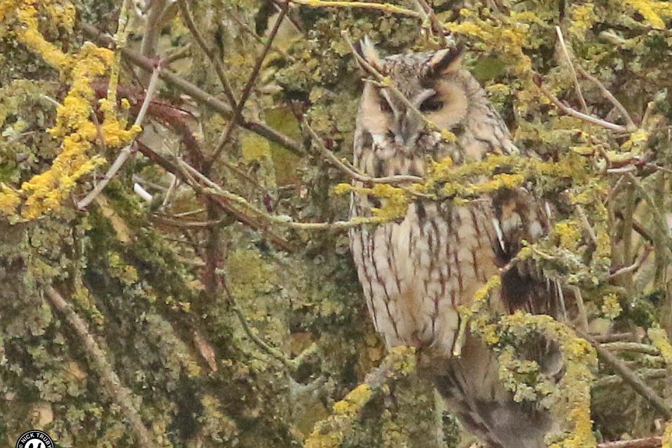 Saltholme RSPB Birdwatching Site - BirdGuides