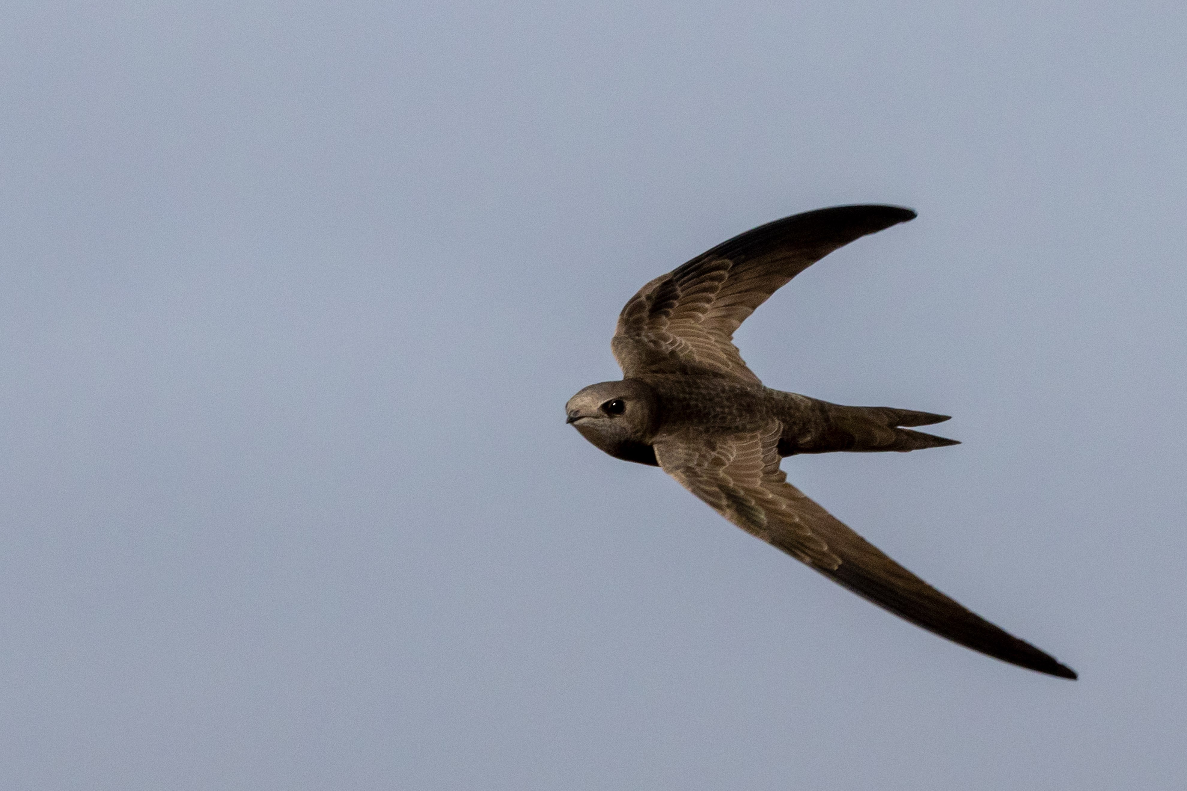 Birdwatching Sites in Lanzarote - BirdGuides