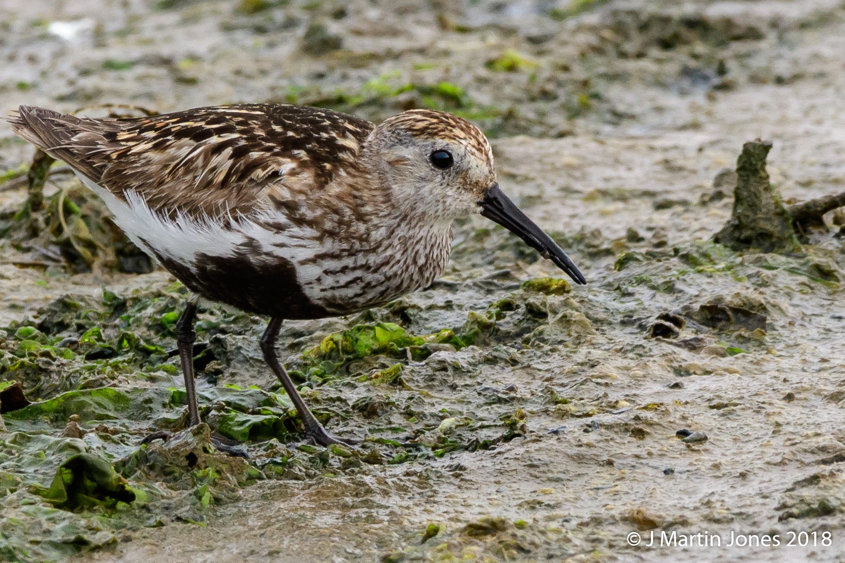 Birdwatching Sites in Anglesey - BirdGuides