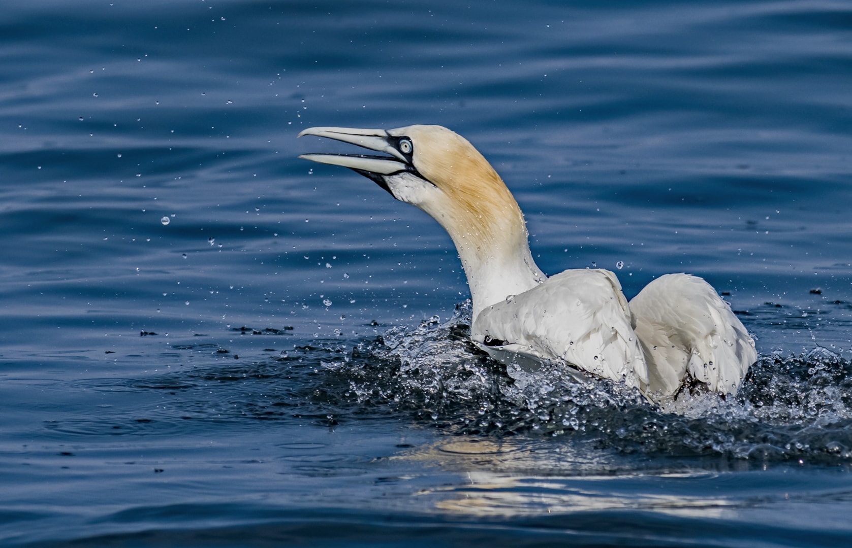 Northern Gannet by Martyn Jones - BirdGuides