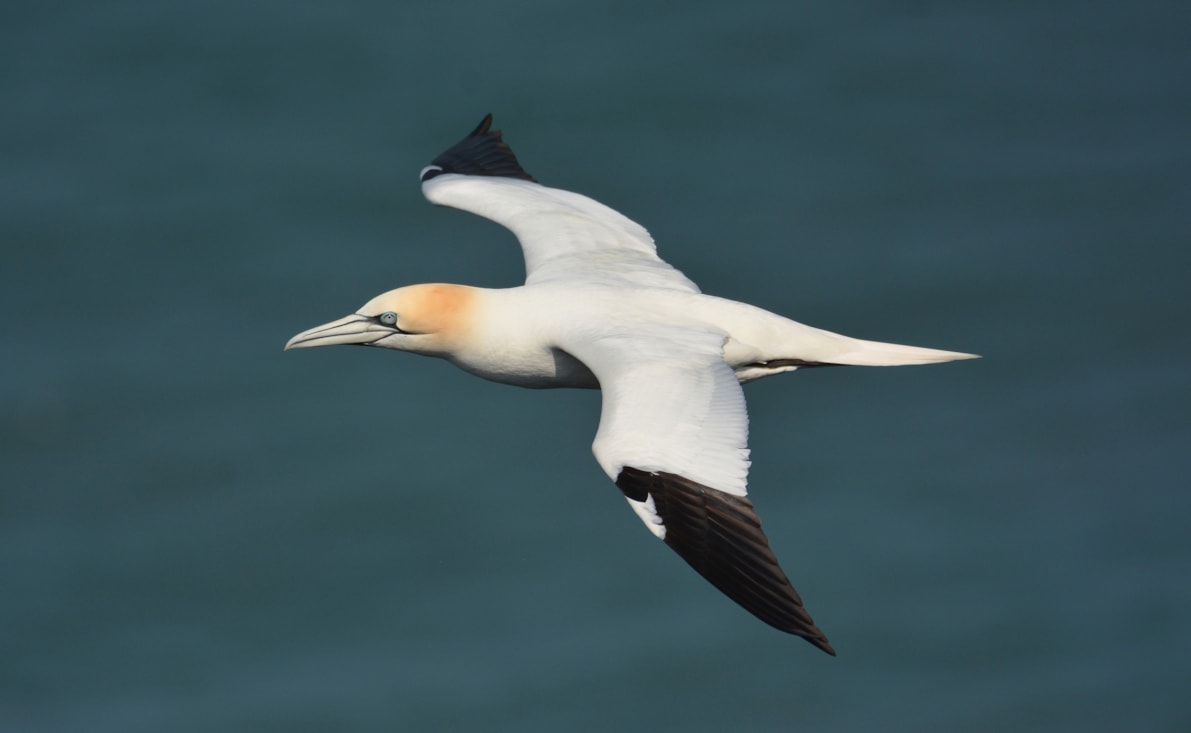 Northern Gannet by Damian Money - BirdGuides
