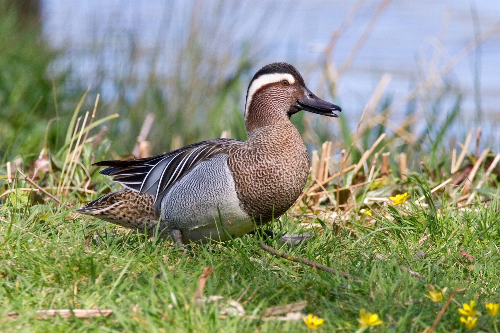 Garganey by Alex Carlisle - BirdGuides